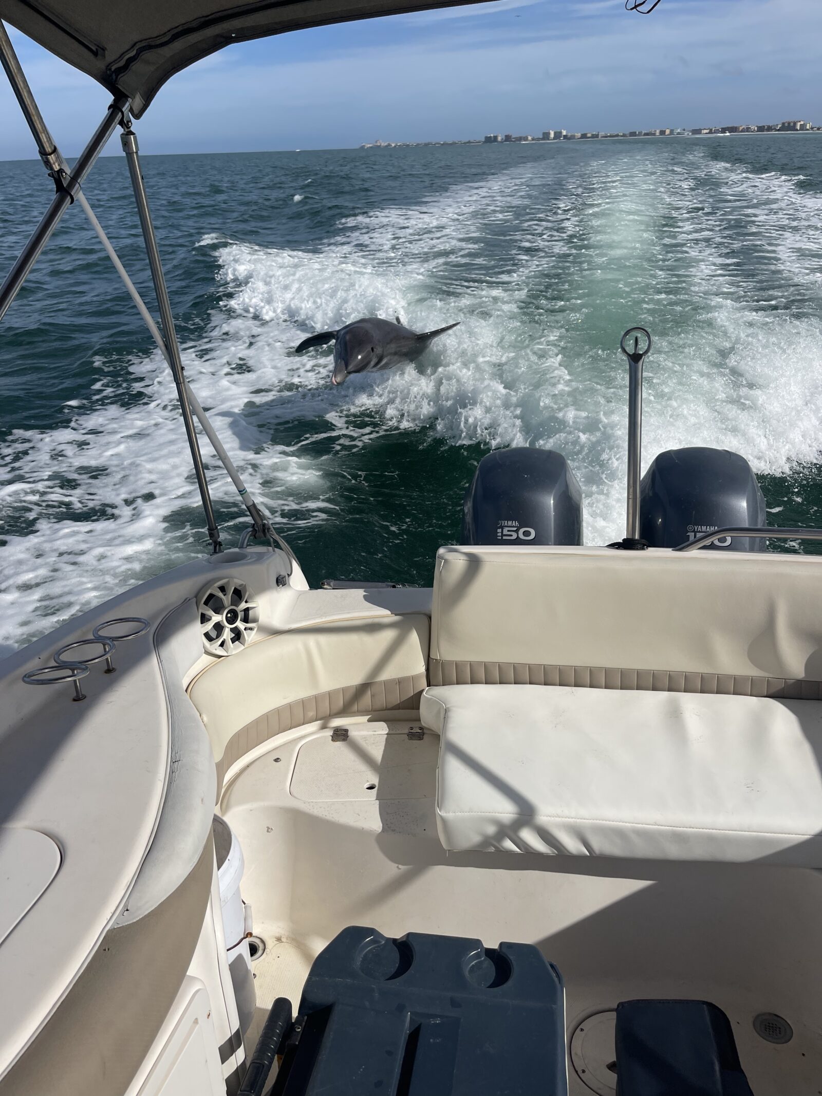 Dolphin Tours with Charter Finders - Family Snorkeling Excursions